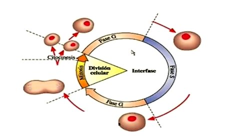cell-cycle-meaning-concept-and-definition