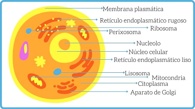 What Is Cell Concept And Definition what-is-cell-concept-and-definition