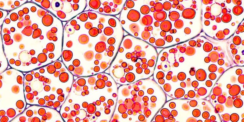 Cell Theory (Meaning and Explanation)