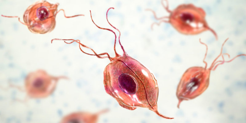 Protozoa (Meaning and Explanation)