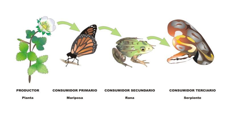 Food Chains (Meaning and Explanation)