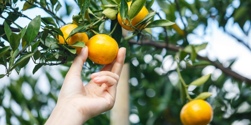 Secondary Sector (Meaning and Explanation)