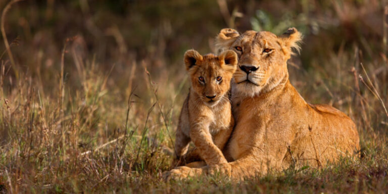 Mammals (Meaning and Explanation)