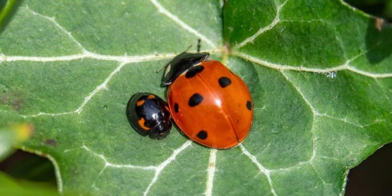 Relative (Meaning and Explanation)