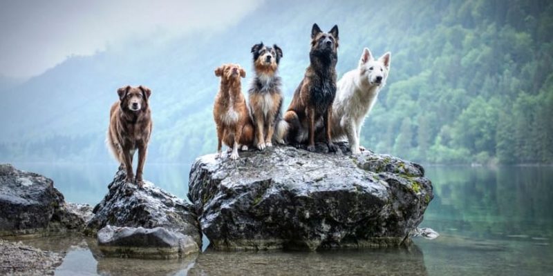 Race (Meaning and Explanation)