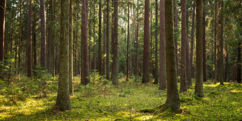 Oceanic Climate | Meaning & Concept [Explained]